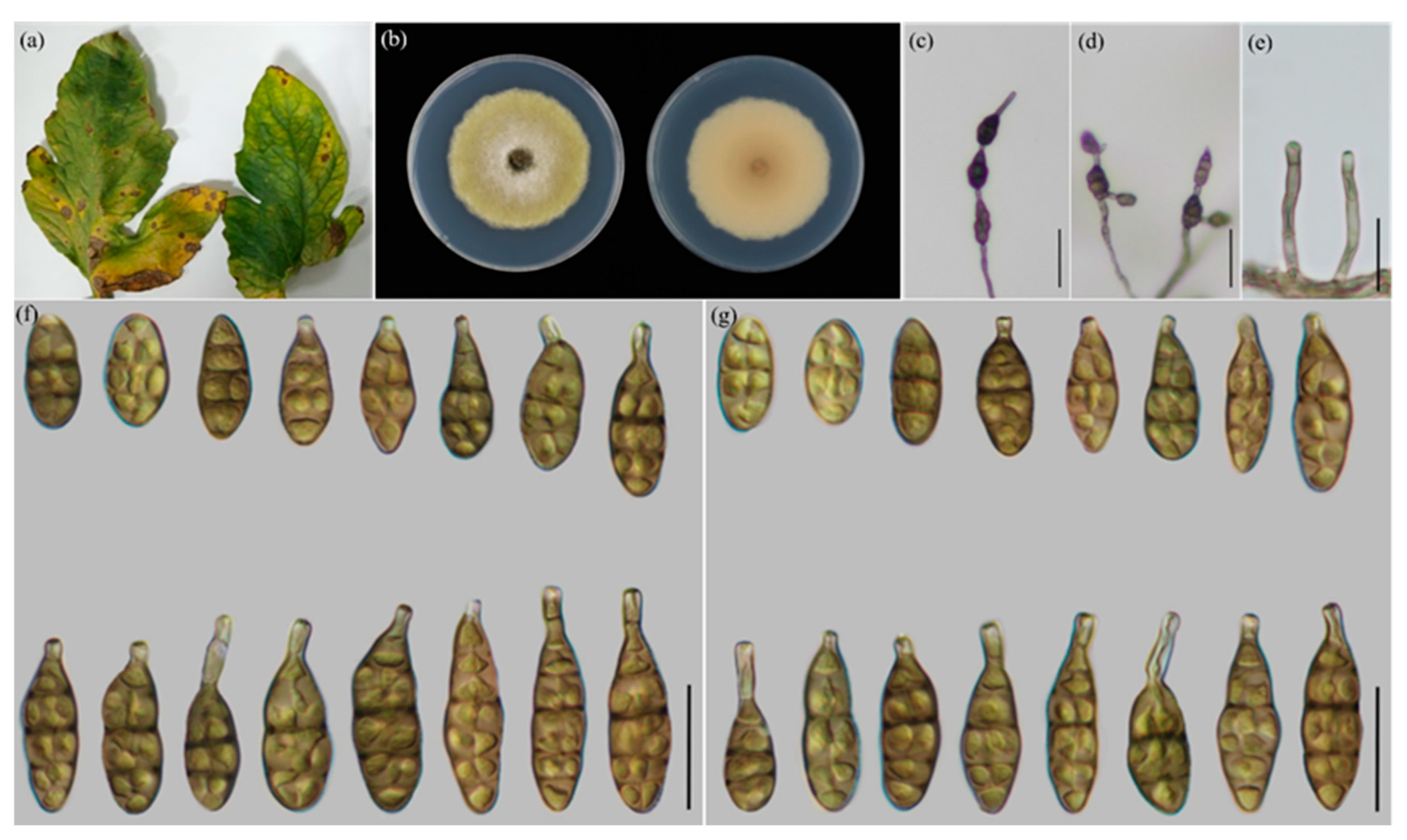 Four New Species of Small-Spored Alternaria Isolated from Solanum ...