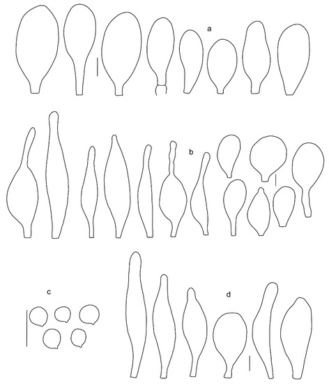 Holarctic Species in the Pluteus podospileus Clade: Description of Six ...