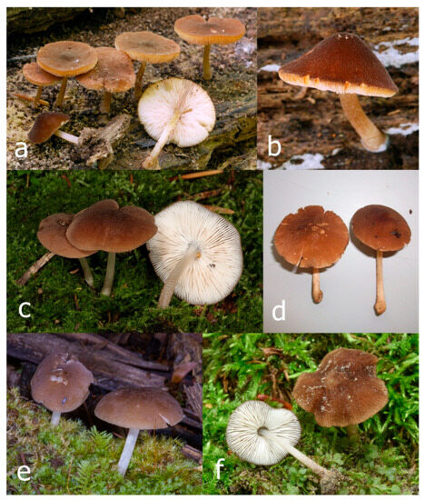 Holarctic Species in the Pluteus podospileus Clade: Description of Six ...