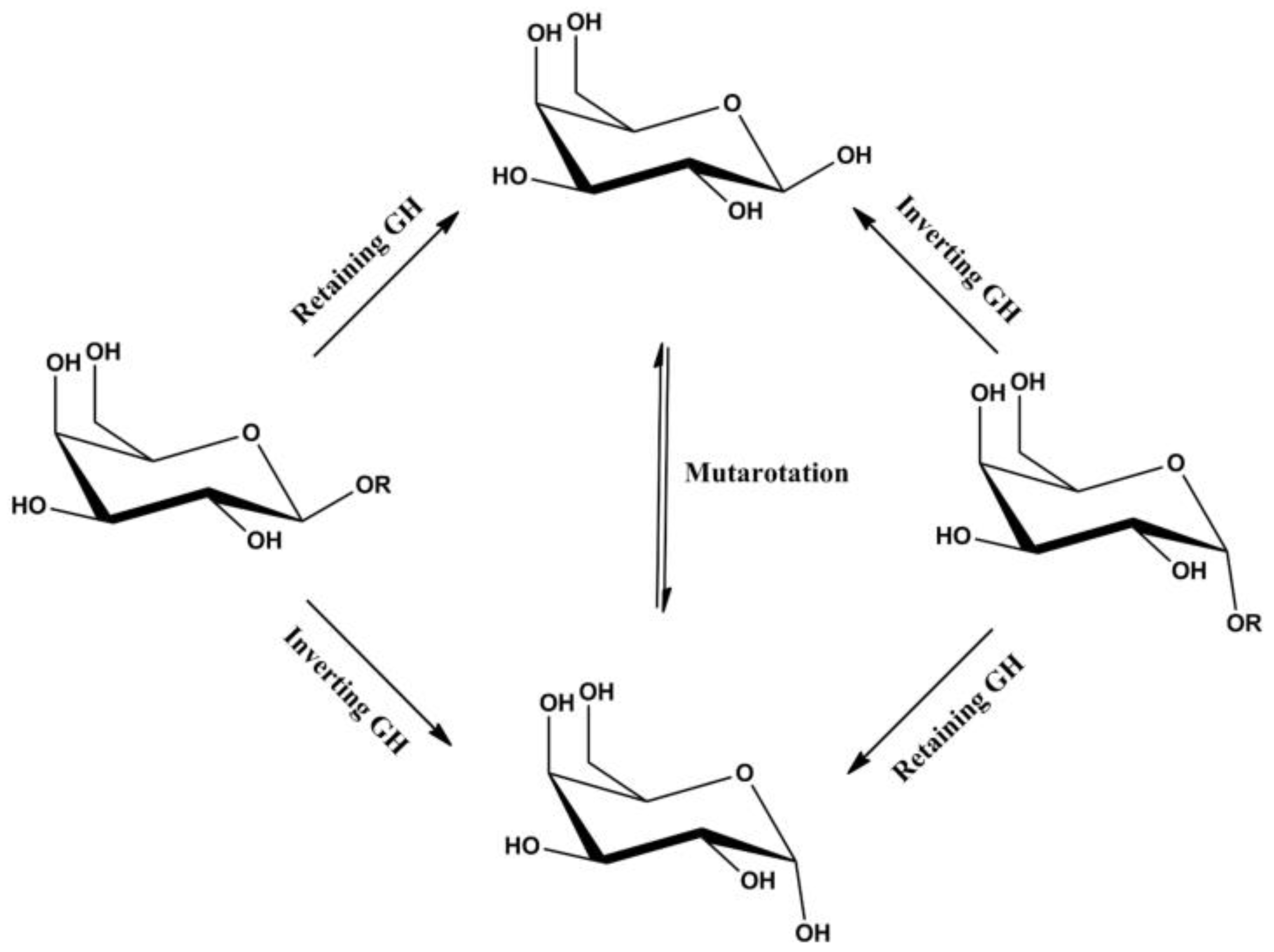 Fungal Glycosidases in Sporothrix Species and Candida albicans