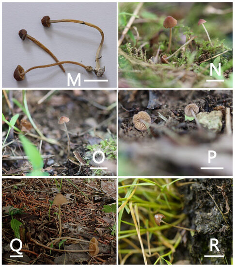 Conocybe Section Pilosellae in China: Reconciliation of Taxonomy and ...