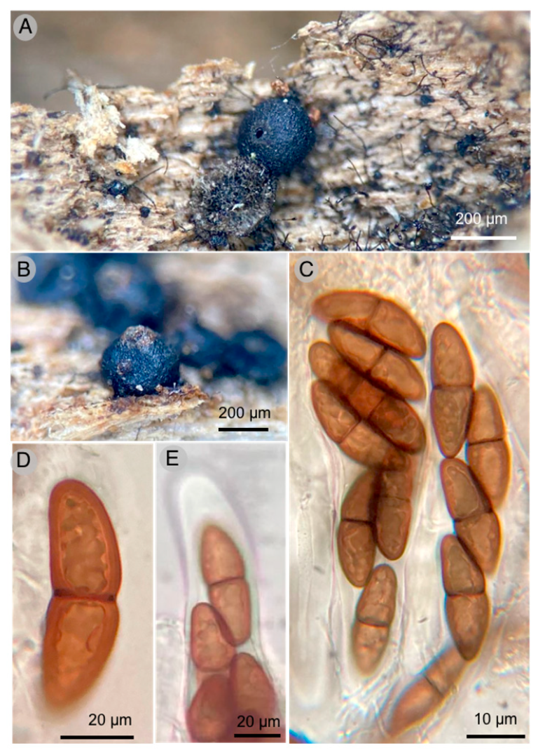 New Ascomycetes from the Mexican Tropical Montane Cloud Forest