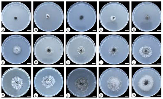 Biocontrol Potential of Trichoderma asperellum Strain 576 against Exserohilum turcicum in Zea mays
