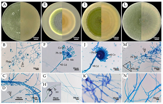 The Potential of Endophytic Fungi for Enhancing the Growth and ...