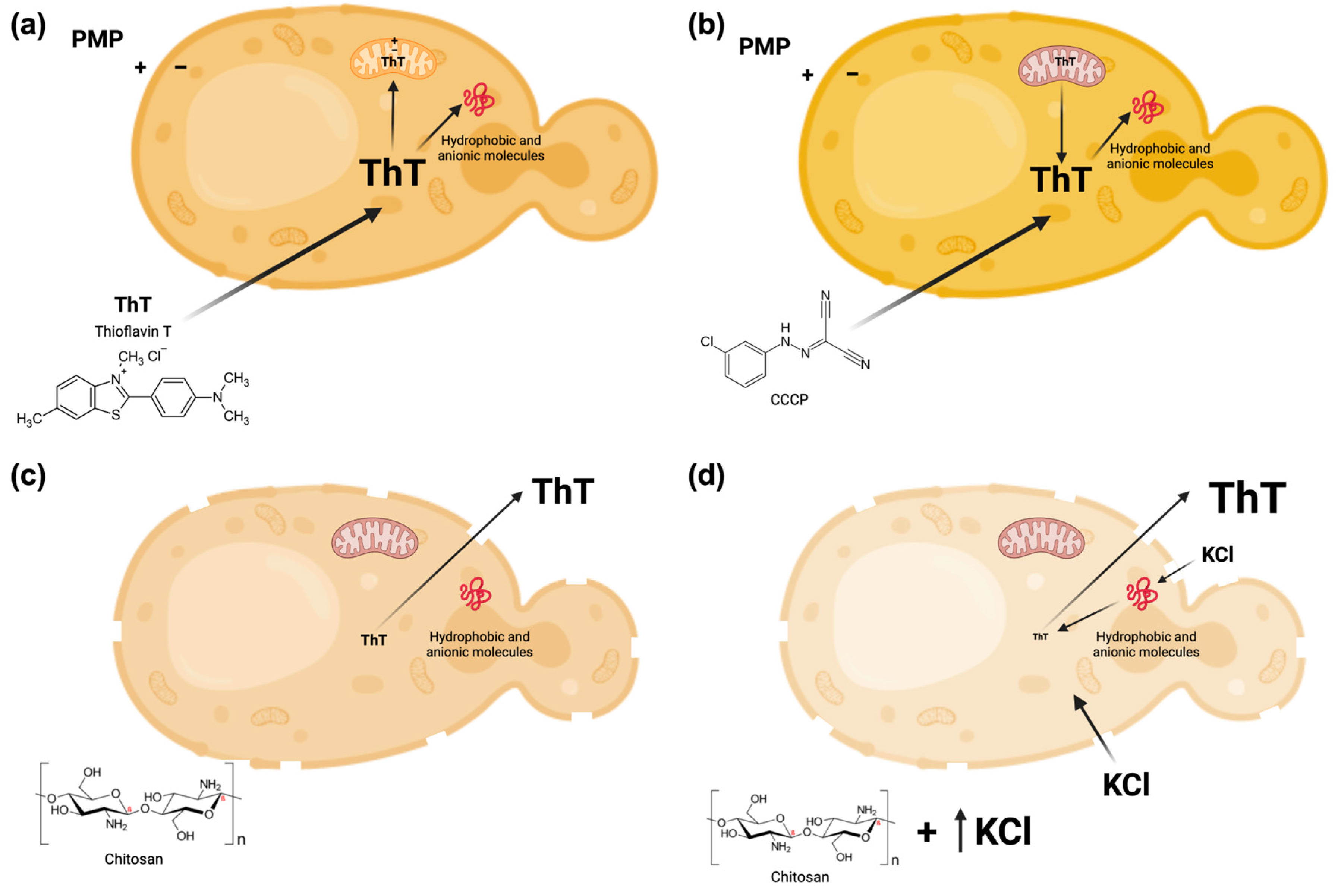 JoF | Free Full-Text | The Use of Thioflavin T for the Estimation and ...