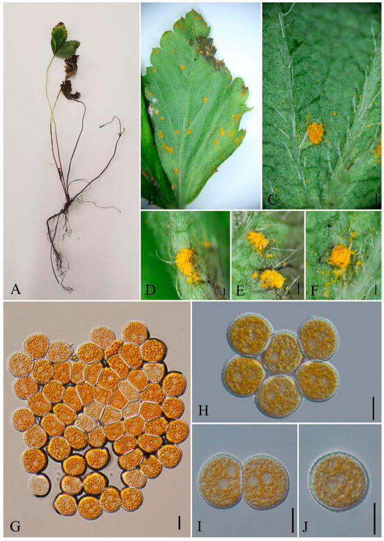 Rust Fungi on Medicinal Plants in Guizhou Province with Descriptions of ...