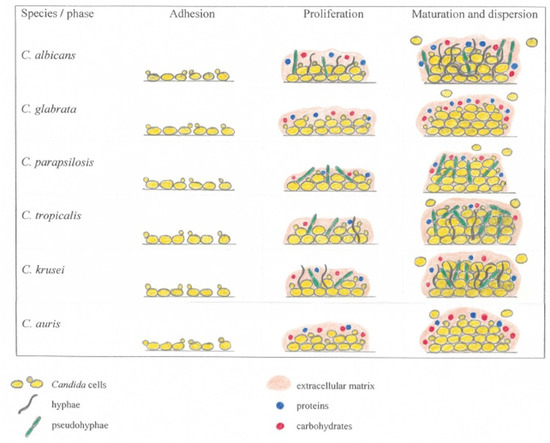 Biofilm Formation in Medically Important Candida Species
