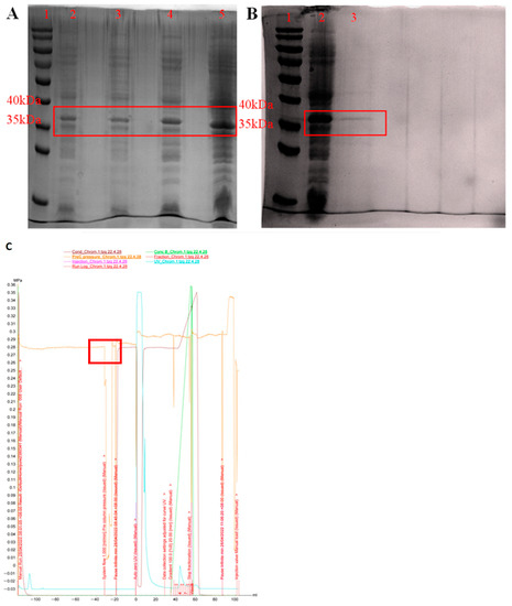 A First Expression, Purification and Characterization of Endo-β-1,3 ...