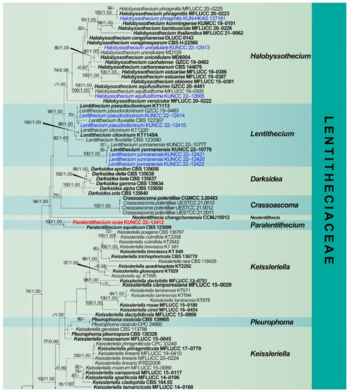 Lignicolous Freshwater Fungi from Plateau Lakes in China (I ...
