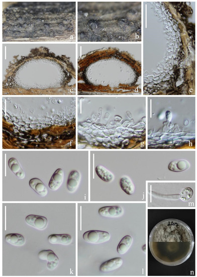 Lignicolous Freshwater Fungi from Plateau Lakes in China (I ...