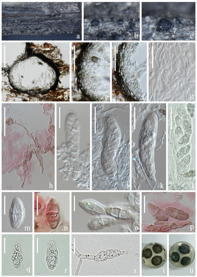 Lignicolous Freshwater Fungi from Plateau Lakes in China (I ...