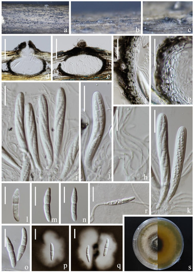 Lignicolous Freshwater Fungi from Plateau Lakes in China (I ...