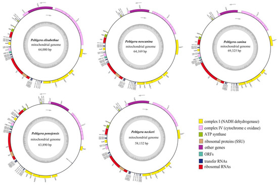 Characterization of Complete Mitochondrial Genomes of the Five ...