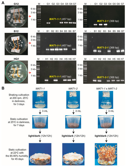 Effects of MAT1-2 Spore Ratios on Fruiting Body Formation and ...