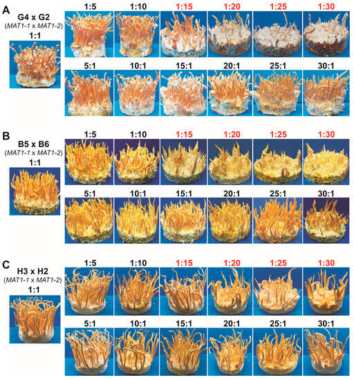 Effects of MAT1-2 Spore Ratios on Fruiting Body Formation and ...
