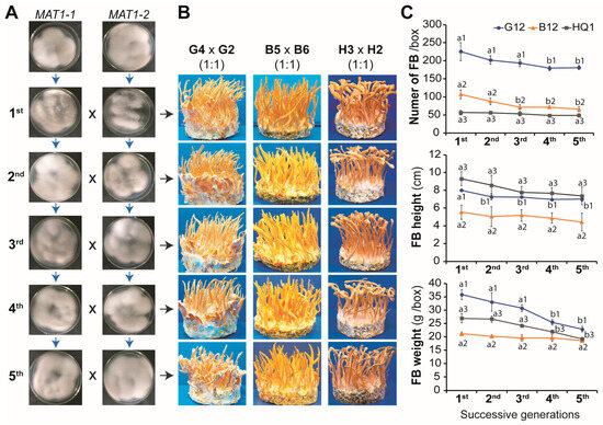 Effects of MAT1-2 Spore Ratios on Fruiting Body Formation and ...
