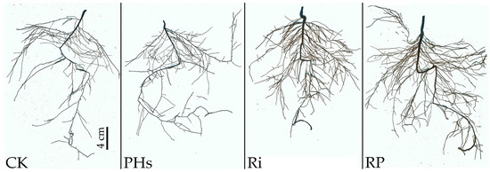 Effects of Interaction of Protein Hydrolysate and Arbuscular ...
