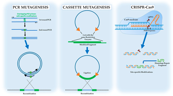 From Saccharomyces cerevisiae to Ethanol: Unlocking the Power of ...