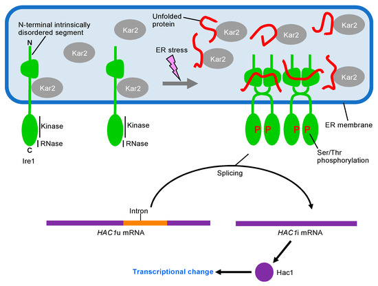 Fundamental and Applicative Aspects of the Unfolded Protein Response in ...