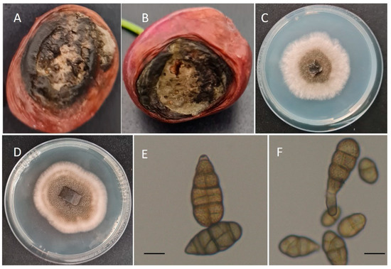 Molecular Characterization and Pathogenicity of Alternaria spp ...