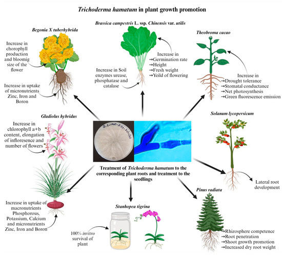 Trichoderma hamatum and Its Benefits