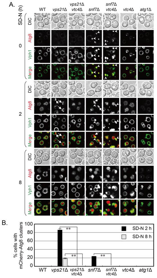 Vtc4 Promotes the Entry of Phagophores into Vacuoles in the ...