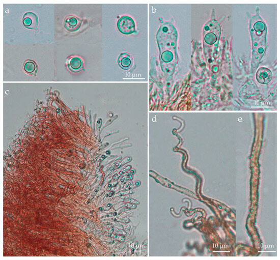 Eoscyphella luciurceolata gen. and sp. nov. (Agaricomycetes) Shed Light ...