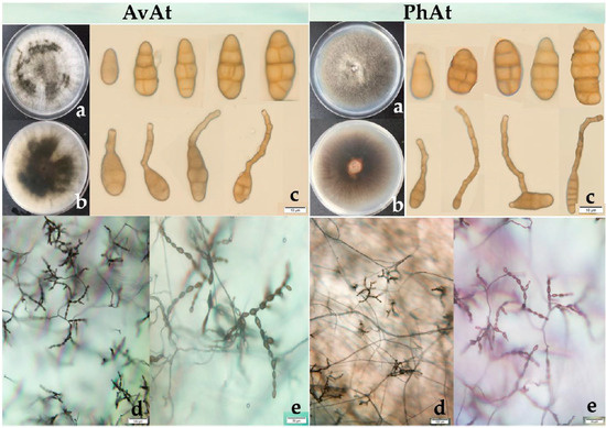 Luobuma Leaf Spot Disease Caused by Alternaria tenuissima in China