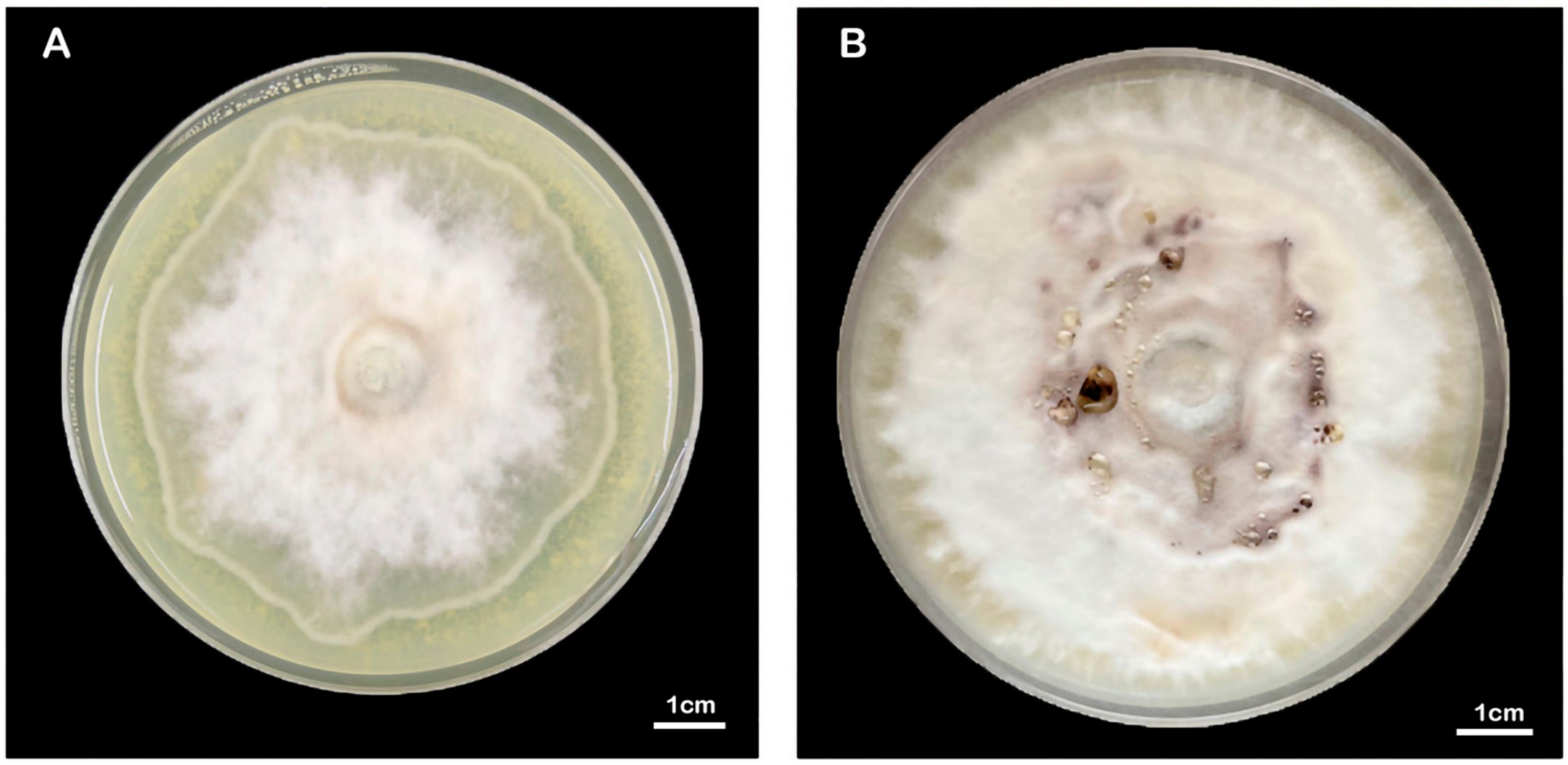 The Research Status and Prospects of Floccularia luteovirens: A ...