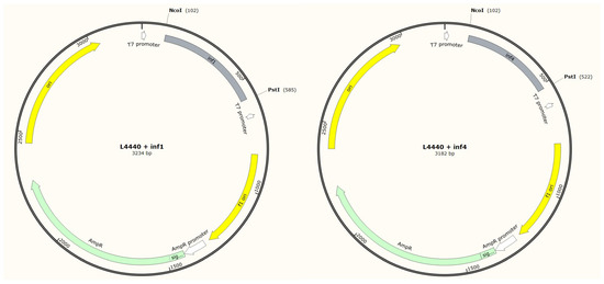 Exogenous dsRNA-Induced Silencing of the Phytophthora infestans ...