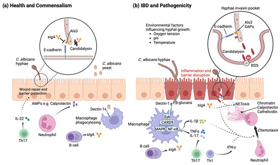 Mucosal Immunity to Gut Fungi in Health and Inflammatory Bowel Disease