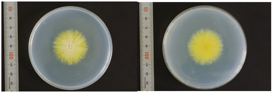 A Case of Tinea Corporis Caused by Trichophyton benhamiae var. luteum ...