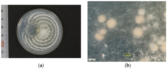 A Case of Tinea Corporis Caused by Trichophyton benhamiae var. luteum ...