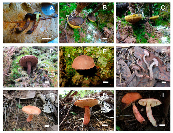 Broadening the Knowledge of Mexican Boletes: Addition of a New Genus ...