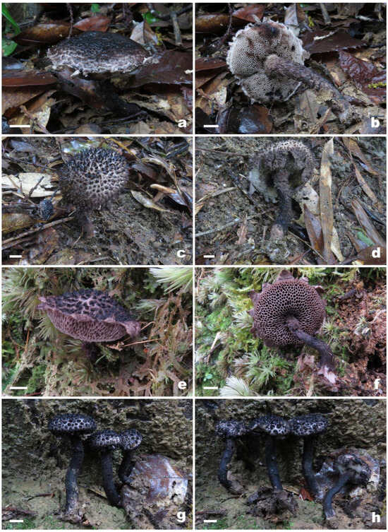 Four New Species of Strobilomyces (Boletaceae, Boletales) from Hainan ...