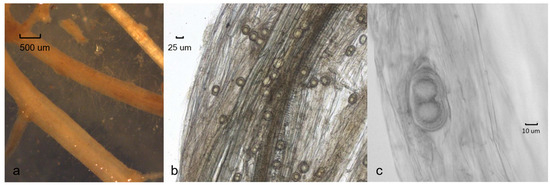 Aphanomyces macrosporus sp. nov. Causing Root Rot in Barley and Some ...