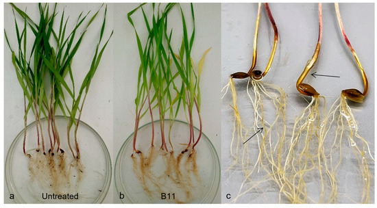 Aphanomyces macrosporus sp. nov. Causing Root Rot in Barley and Some ...