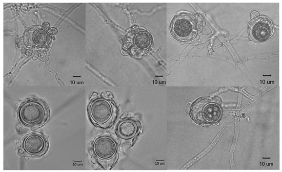 Aphanomyces macrosporus sp. nov. Causing Root Rot in Barley and Some ...