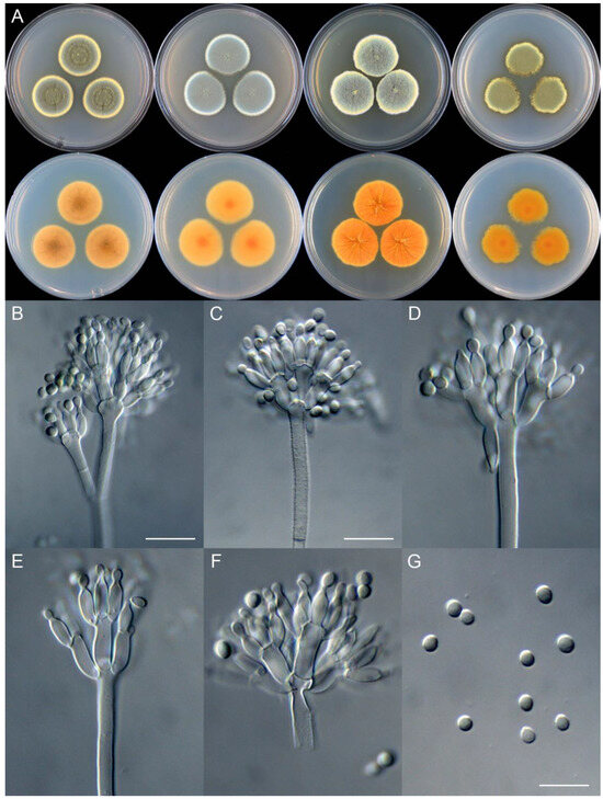 Species Diversity of Penicillium in Southwest China with Discovery of ...