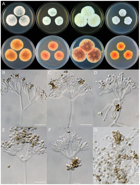 Species Diversity of Penicillium in Southwest China with Discovery of ...
