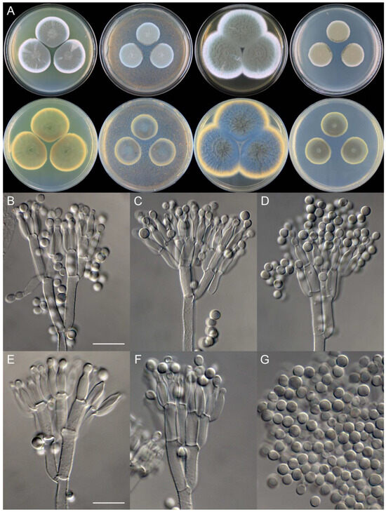 Species Diversity of Penicillium in Southwest China with Discovery of ...