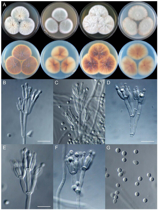 Species Diversity of Penicillium in Southwest China with Discovery of ...