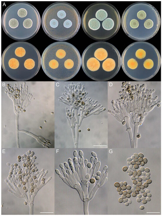 Species Diversity of Penicillium in Southwest China with Discovery of ...