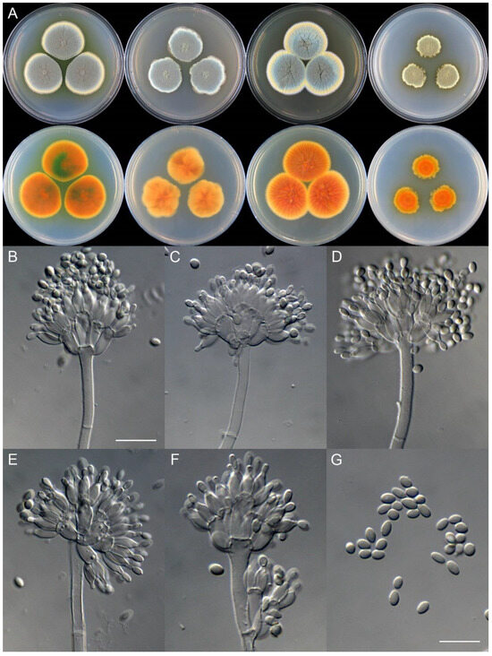 Species Diversity of Penicillium in Southwest China with Discovery of ...