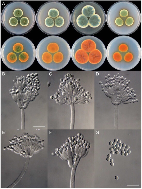 Species Diversity of Penicillium in Southwest China with Discovery of ...