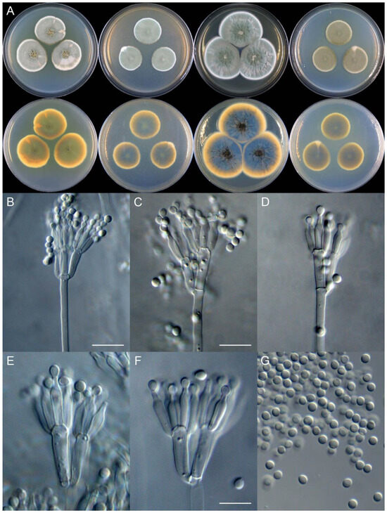 Species Diversity of Penicillium in Southwest China with Discovery of ...