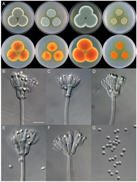 Species Diversity of Penicillium in Southwest China with Discovery of ...
