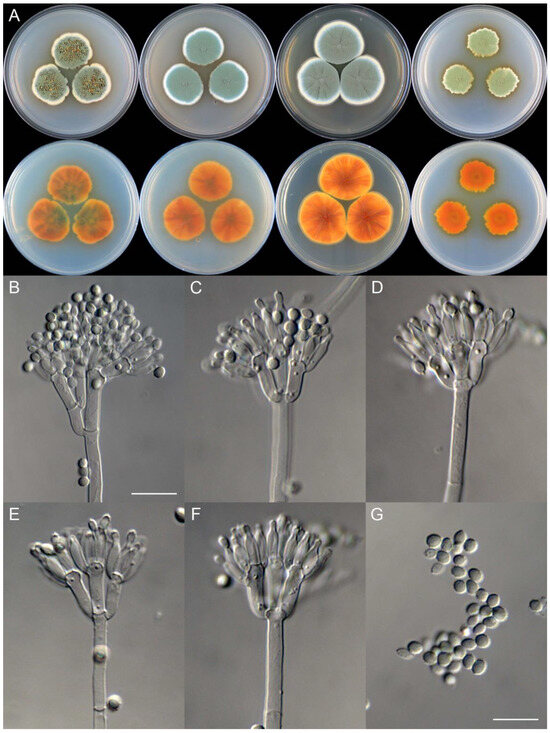 Species Diversity of Penicillium in Southwest China with Discovery of ...