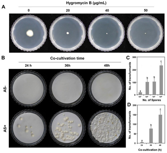 Agrobacterium tumefaciens-Mediated Transformation of the Aquatic Fungus ...