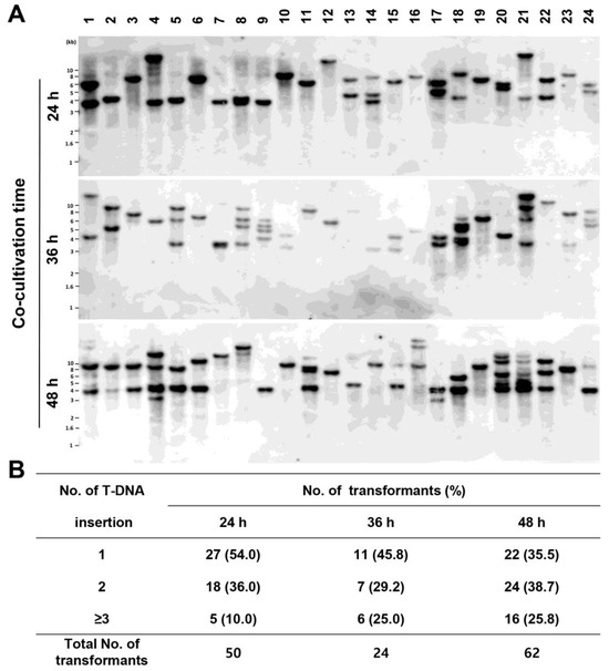 Agrobacterium tumefaciens-Mediated Transformation of the Aquatic Fungus ...